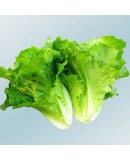 Hobi Marul Tohumu - Çavdaroğlu Fidancılık